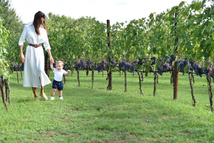 Vineyard Escape, Walk, Lunch and Wine Tasting