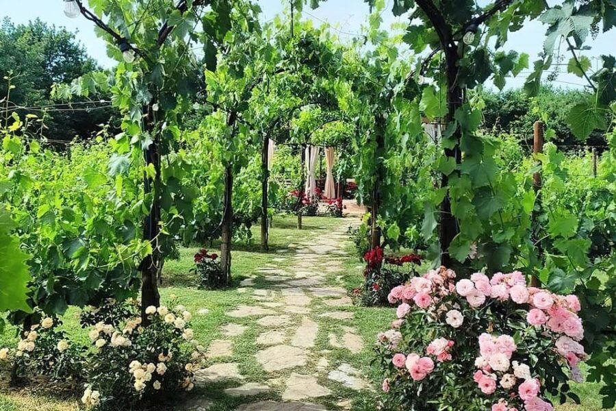 Vineyard Walk, Lunch or Dinner with Wine Tasting