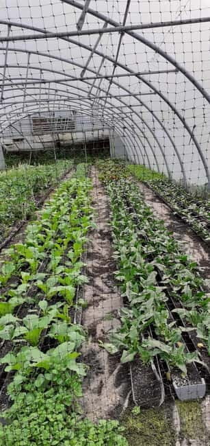 Visit a Farm on the Island of Pico