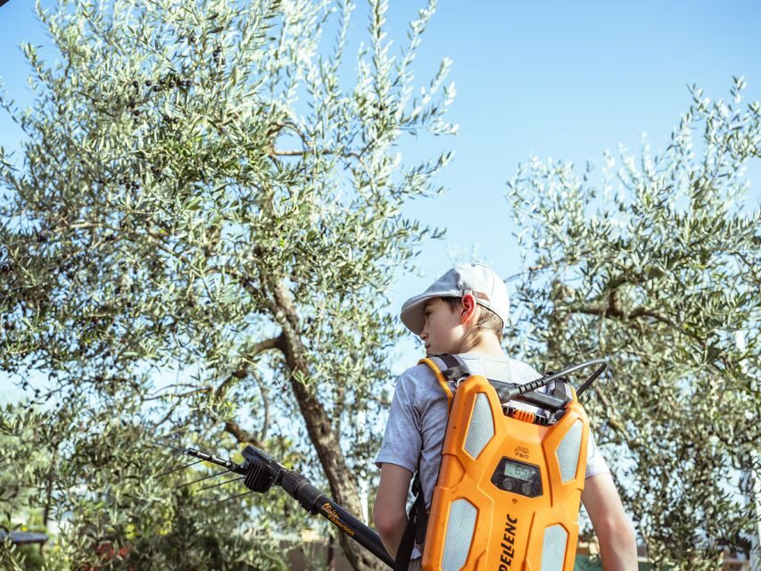 Volterra - Olive oil tasting with lunch or dinner