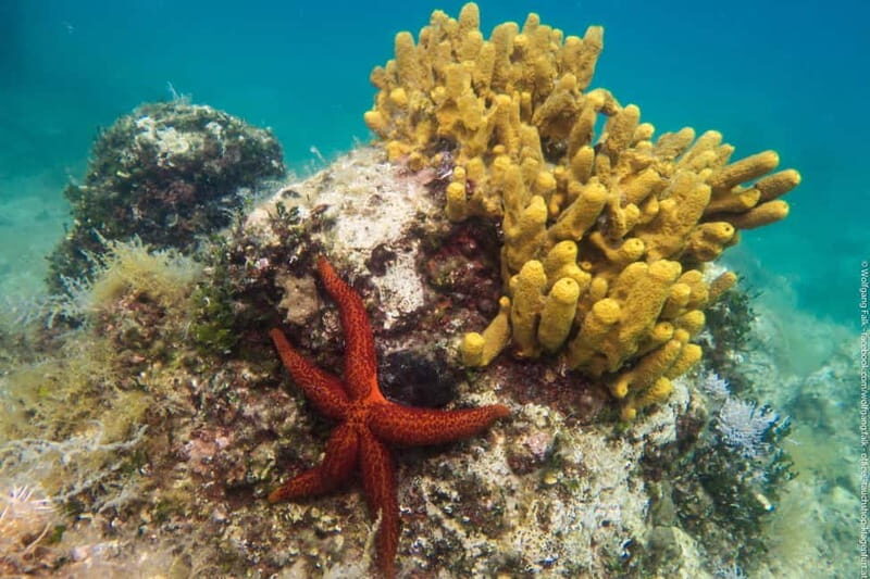 Vrsar: Try out diving including full equipment