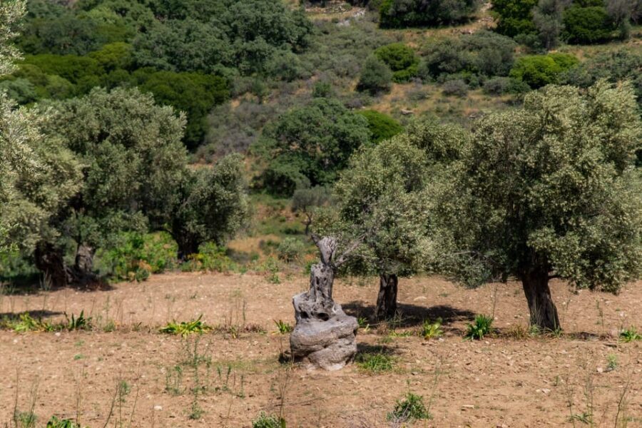 Walk among the olive trees (Small group experience)