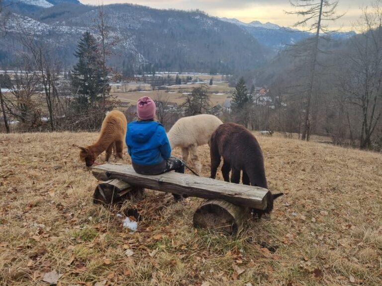 Walking with alpacas - Domaija Loncnar - Bohinj - Why Choose This Tour?