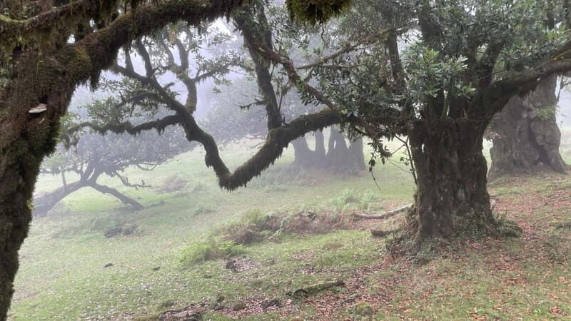 West of Madeira: Guided Tour with Fanal Forest