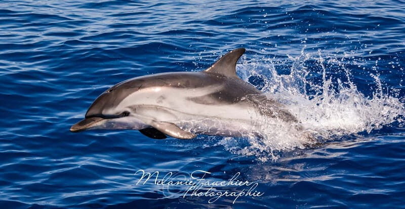 Whale watching, dolphins, and whales departing from Bandol