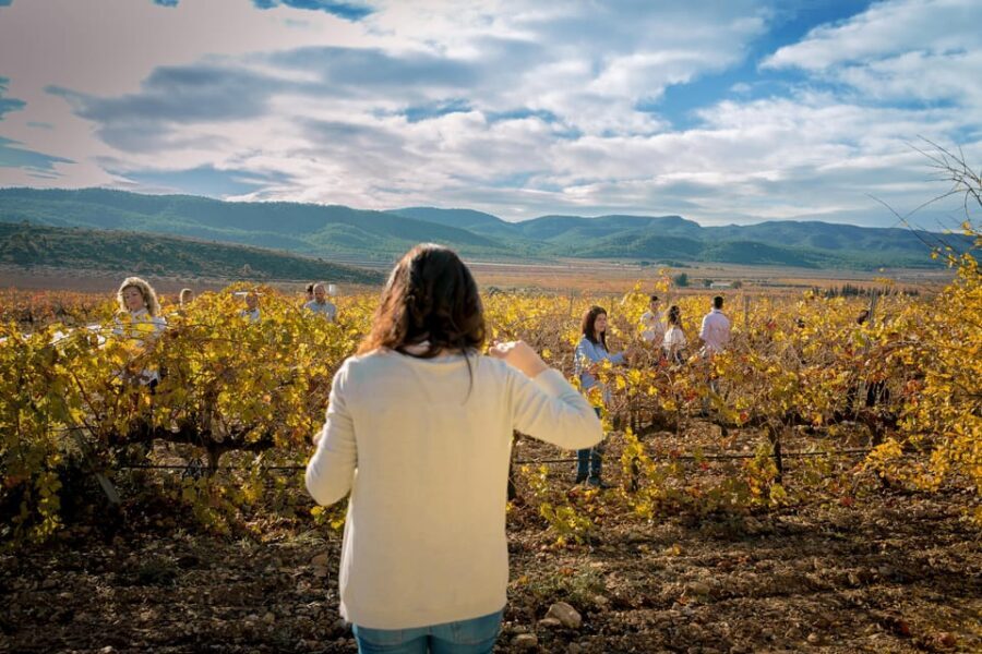 Wine tasting in the best winery in Spain from Alicante