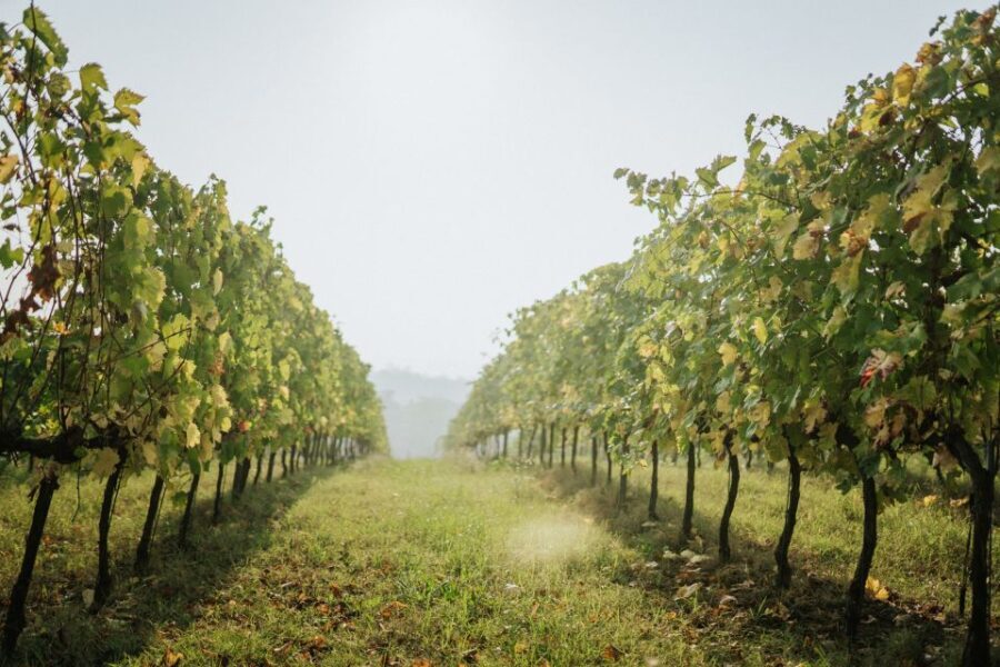 Wine tasting tour with olive oil and salami