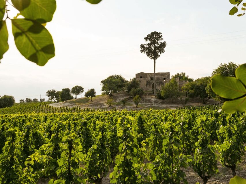 Winery Visit & Tasting near Grosseto with 6 wines
