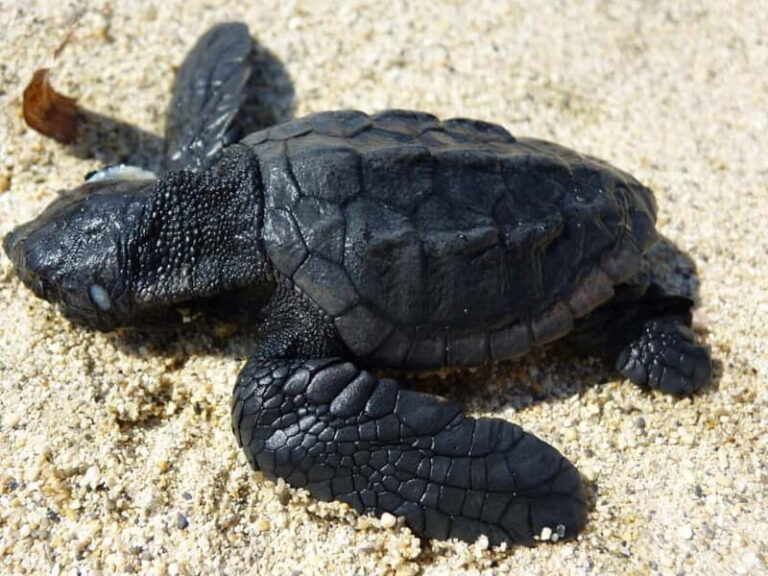 Zakynthos: Turtle Spotting Cruise with Glass-Bottom Boat - A Deep Dive into the Experience