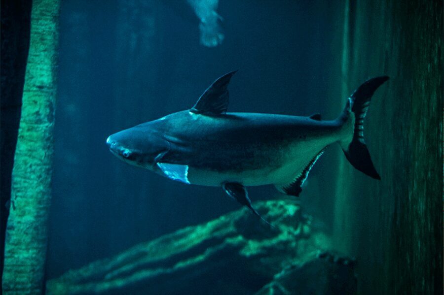 Zaragoza : Aquarium entry ticket