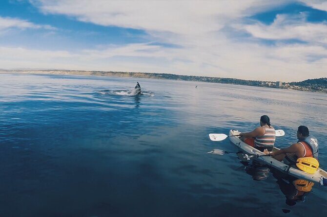 2 Hour Whale Watching Kayak Tour for Two - The Sum Up: A Unique and Authentic Way to Experience La Jolla’s Seas