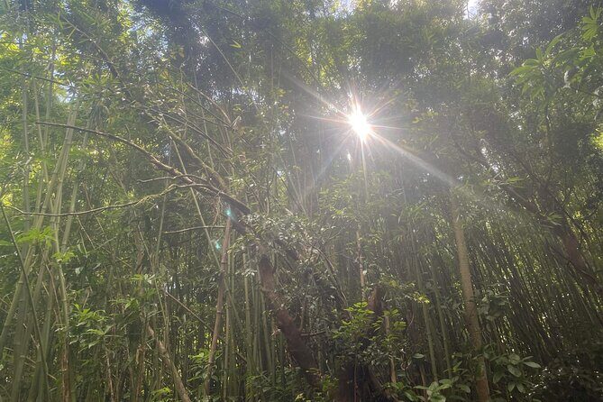 3 Hours Private Hiking and Bushwalking in the Aiea Loop Trail - Meeting Point and Logistics