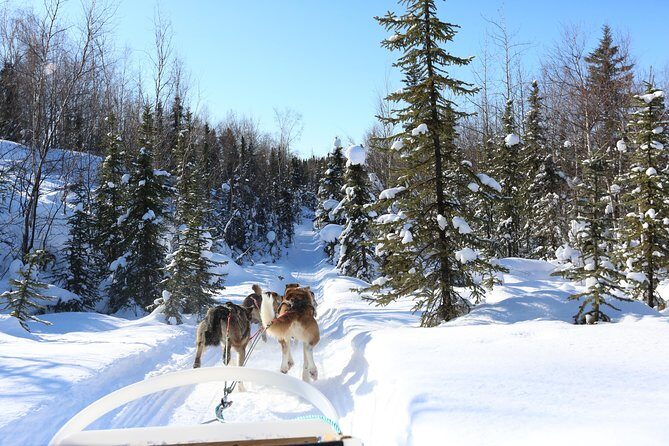 30-minute Dog Sledding Tour in Fairbanks (without transportation) - Authenticity and Reviews: What Travelers Say
