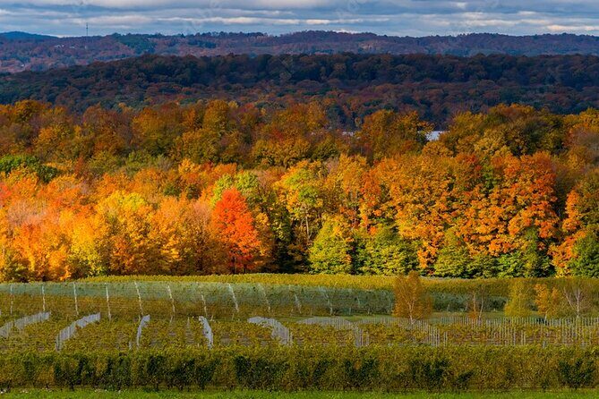 4-Hour Traverse City Sunset Wine Tour: 3 Wineries on Old Mission Peninsula - How Do the Reviews Shape the Experience?