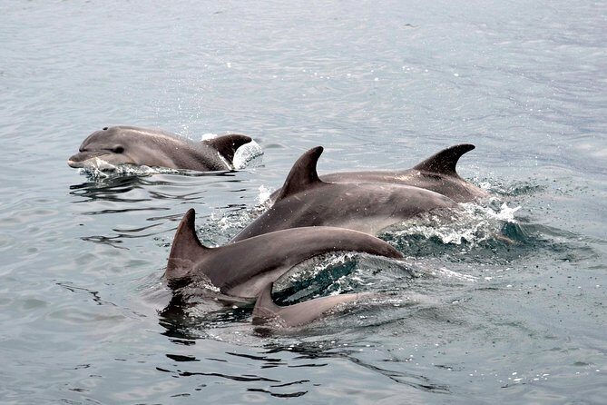 Alghero - Dolphin Watching (Spring & Autumn Tour) - The Value of Price and Group Size