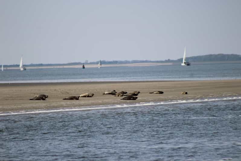 Amsterdam: Half-Day Seal Safari at Waddensea UNESCO Site