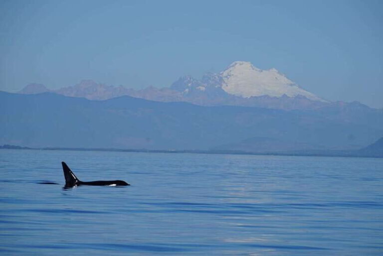 Anacortes: Orca Whales guaranteed boat tour near Seattle - The Practicalities: Transportation, Timing, and Cost