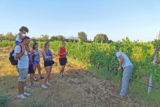 Archeology, visit to a vineyard and wine and pecorino cheese tasting