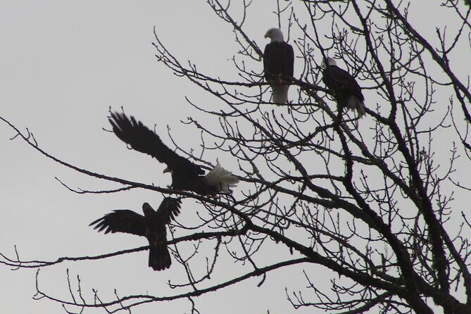 Bald Eagles Nesting Area Tour at Skagit River - Final Thoughts