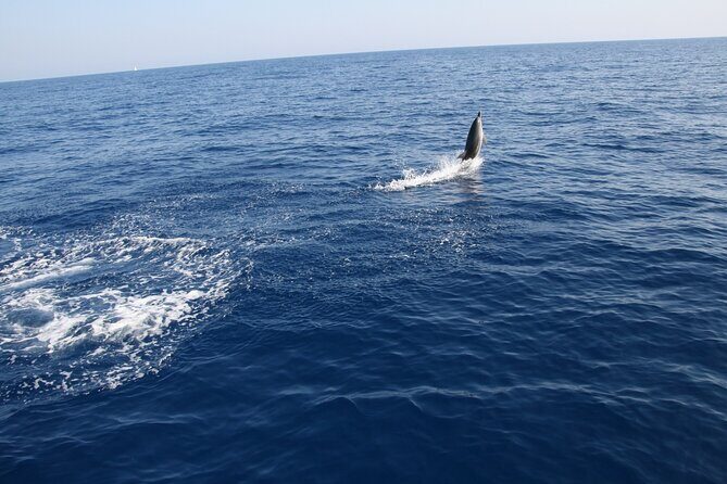 Bari sailing cruise in search of dolphins