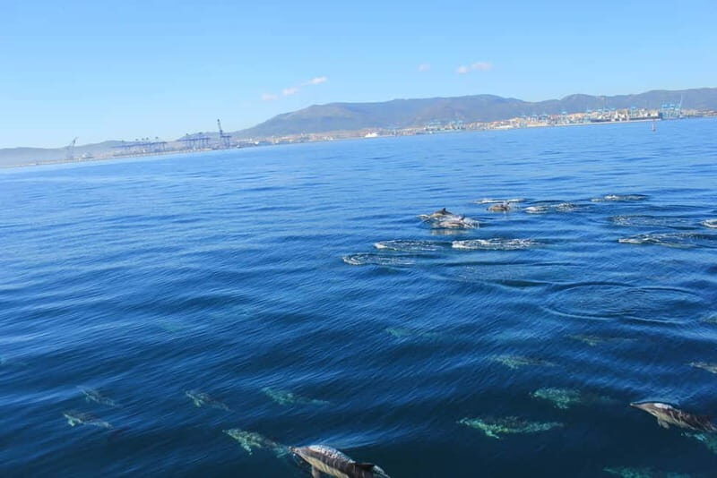 Bay of Gibraltar: Dolphin Cruise