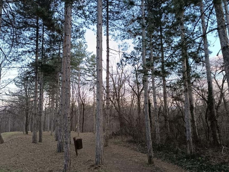 Belgrade: Kosutnjak forest hiking tour