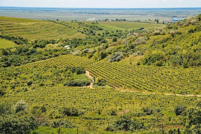 Bike & Wine tour in Dealu Mare wineland