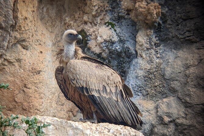 Birding Costa del Sol Day tour - Sierra de Las Nieves: Biodiversity at a Mediterranean Reservoir