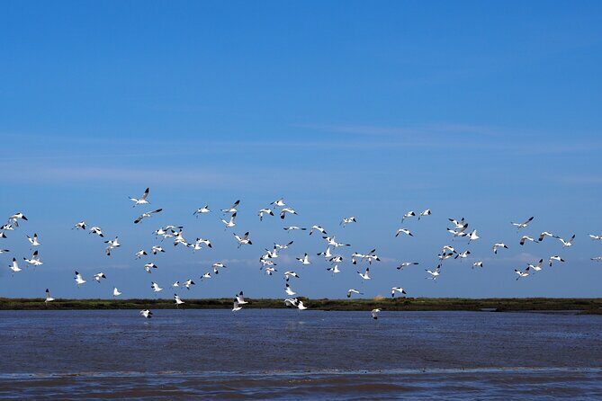 Boat Tour - Bird Observation in the Tejo Nature Reserve