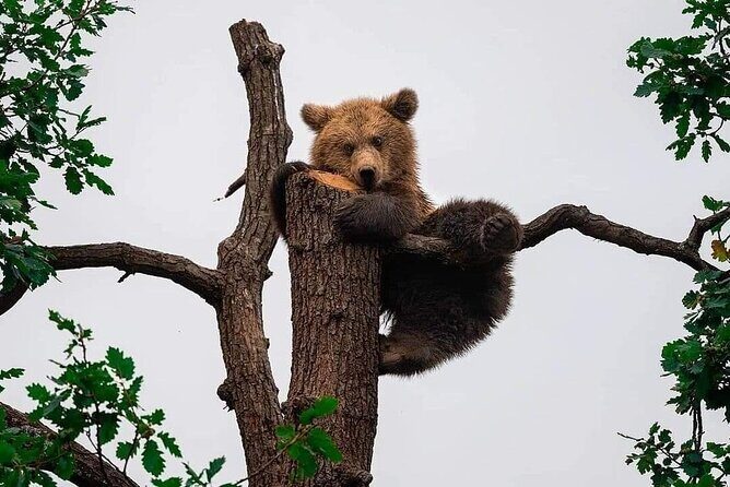 Brasov: Bears Sanctuary, Rasnov Fortress, Bran Castle GUIDED Tour - A Detailed Breakdown of the Itinerary and Experience