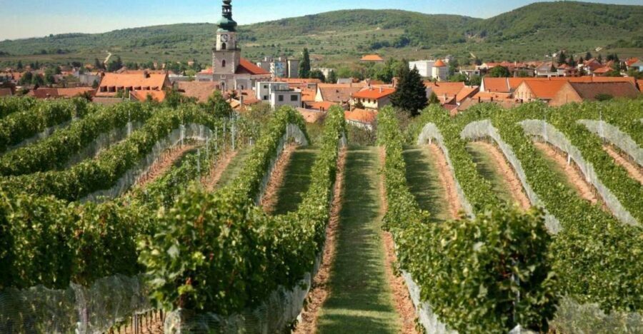 Bratislava: 6,5-Hour Carpathian Wine Tour and Tasting