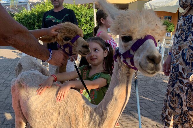 Calabrian Alpacas Sunset Beach Experiences Pizzo VV AlpacSelfies - Breaking Down the Itinerary