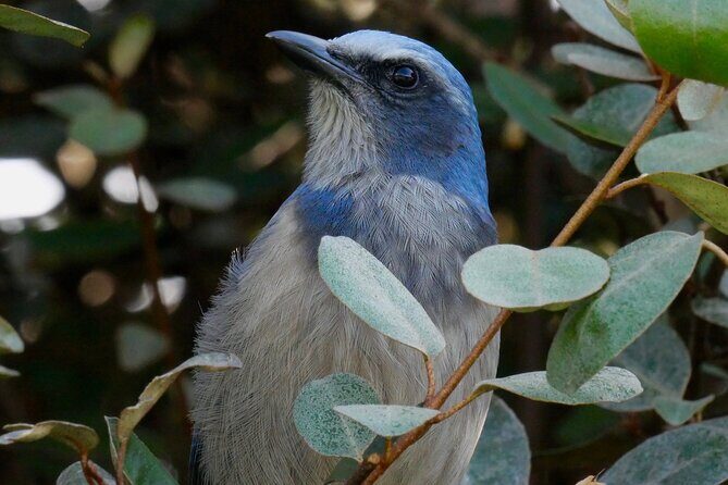 Central Florida Half-Day Private Birding Activity - 2 person max - Authentic Experiences and Insider Tips