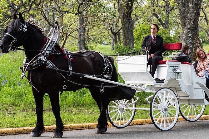 Central Park and NYC Horse Carriage Ride - Insights from Customer Reviews