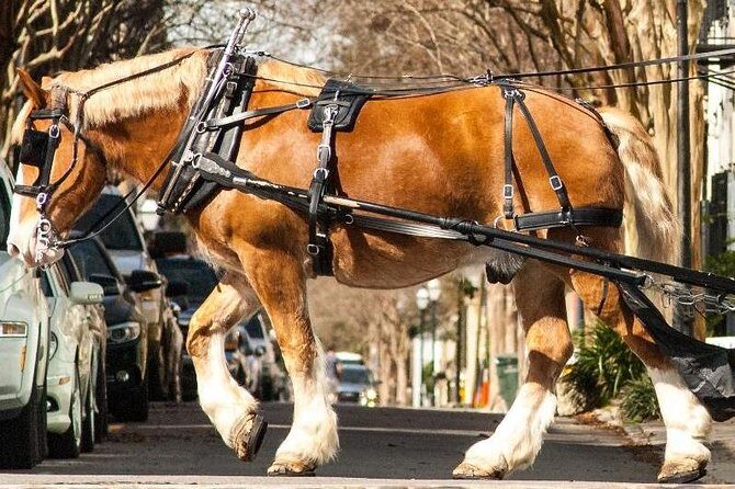 Charleston's Historic Residential Horse and Carriage Tour - The Landmarks and Neighborhoods