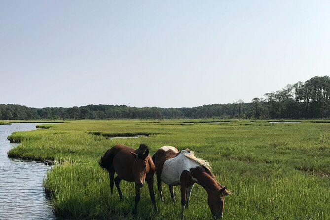 Chincoteague's Up The Bay Pony and Wildlife Tour by Boat - Who Will Love This Tour?