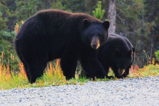City and Mountain Summit Shore Excursion in Skagway - Why Travelers Love This Tour