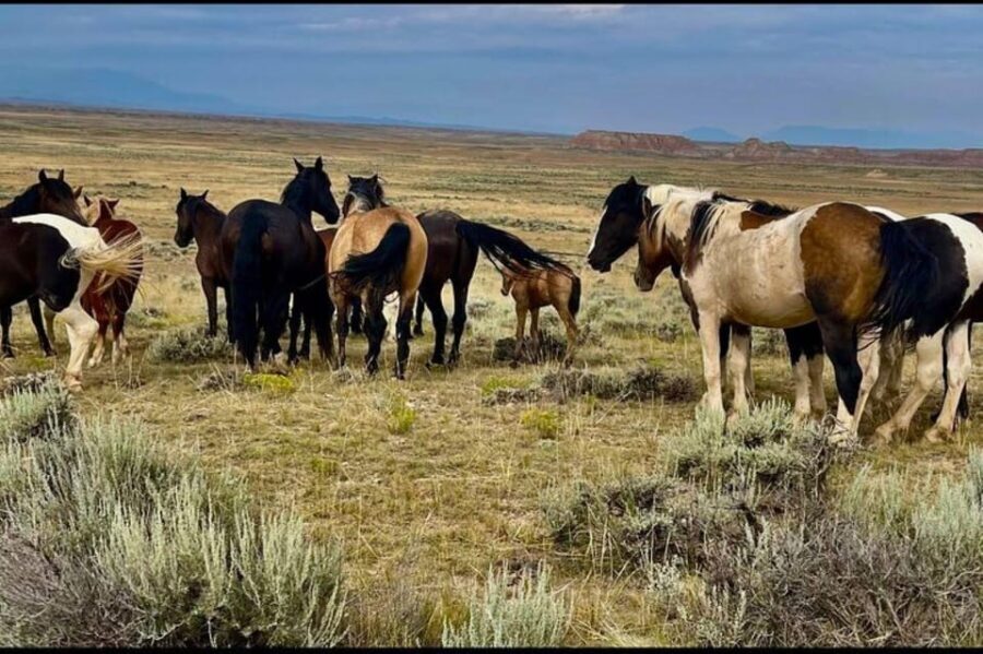 Cody: Wild Mustang Small Group Eco Tour - Final Thoughts