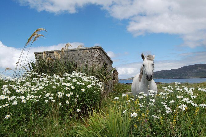 Connemara & Connemara National Park day tour from Galway. Guided.