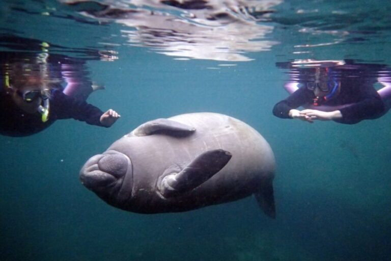 Crystal River: Snorkel with Manatees & Dolphin Airboat Trip - Who Will Love This Tour?