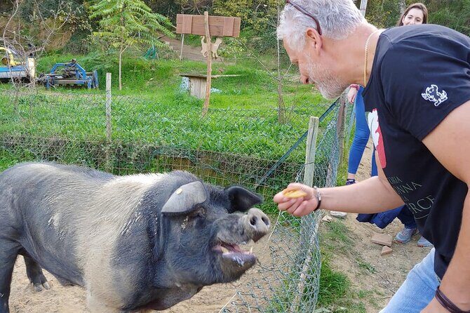 Discover Montepulciano: Cinta Senese Pigs, Lunch & wine in a Farm