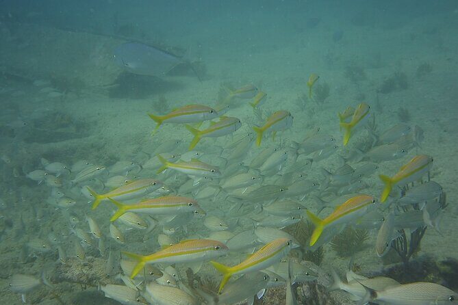 Discover Snorkeling Tour in Panama City - Is It Worth It? A Look at Value and Experience