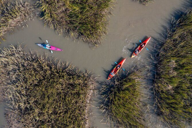 Dolphin Kayak Tour on Folly Beach - The Paddle & Wildlife Sightings