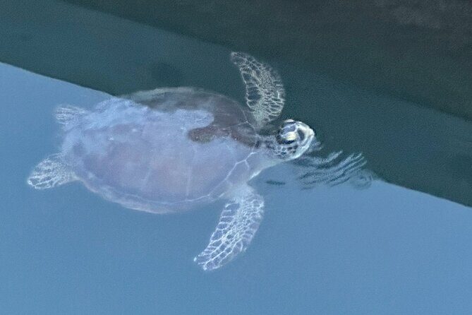 Dolphin, Manatee and SeaTurtle SUP Adventure Tour of St Augustine - The Itinerary in More Detail