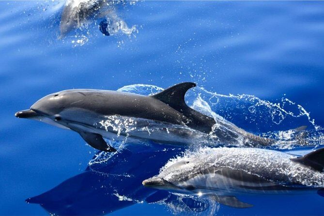 Dolphin Mini Cruise at Playa del Carmen
