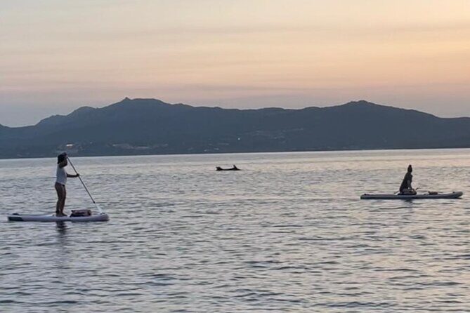 Dolphin-spotting SUP tour with Golfo Aranci aperitif