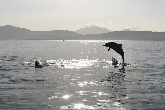 Dolphin watching and snorkeling in Figarolo