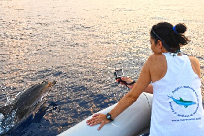 Dolphin Watching & Conservation - Dolphins in the Gulf of Catania