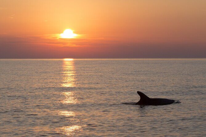 DOLPHIN WATCHING | Pula Boat - Frequently Asked Questions