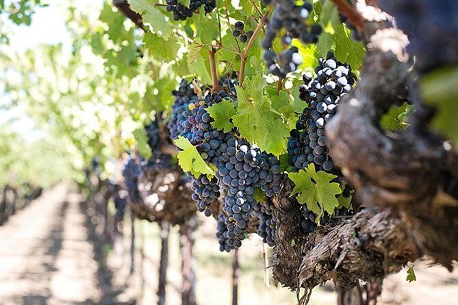 Etna trekking and wine tasting